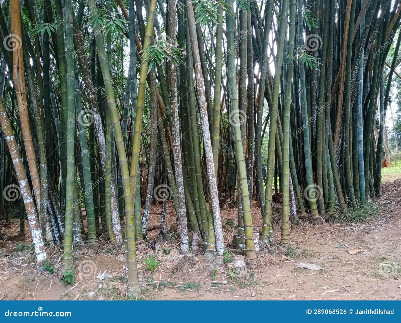 Bamboo Trees stock photo. Image of agricultural, captured - 289068526