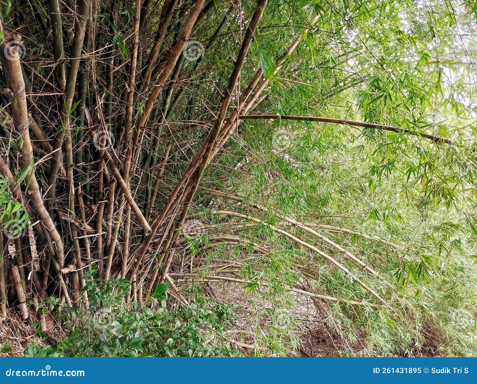Bamboo Trees Clustered in a Small Forest Stock Image - Image of small ...
