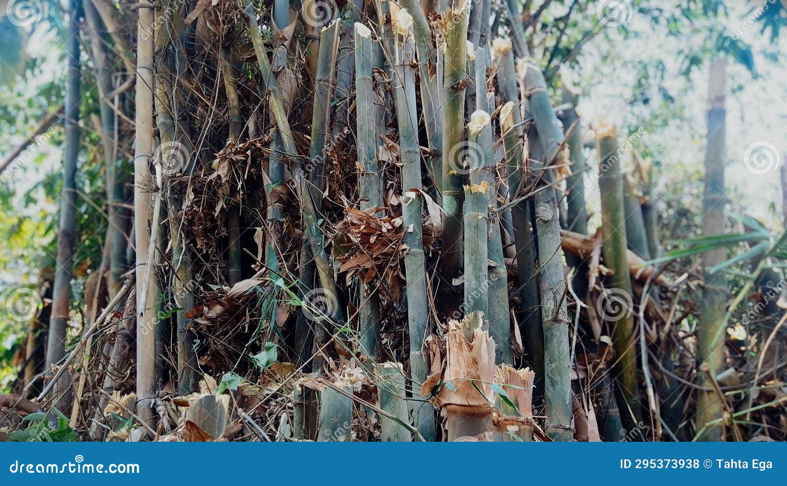 Bamboo Trees Cut Down in the Forest Stock Photo - Image of forest ...