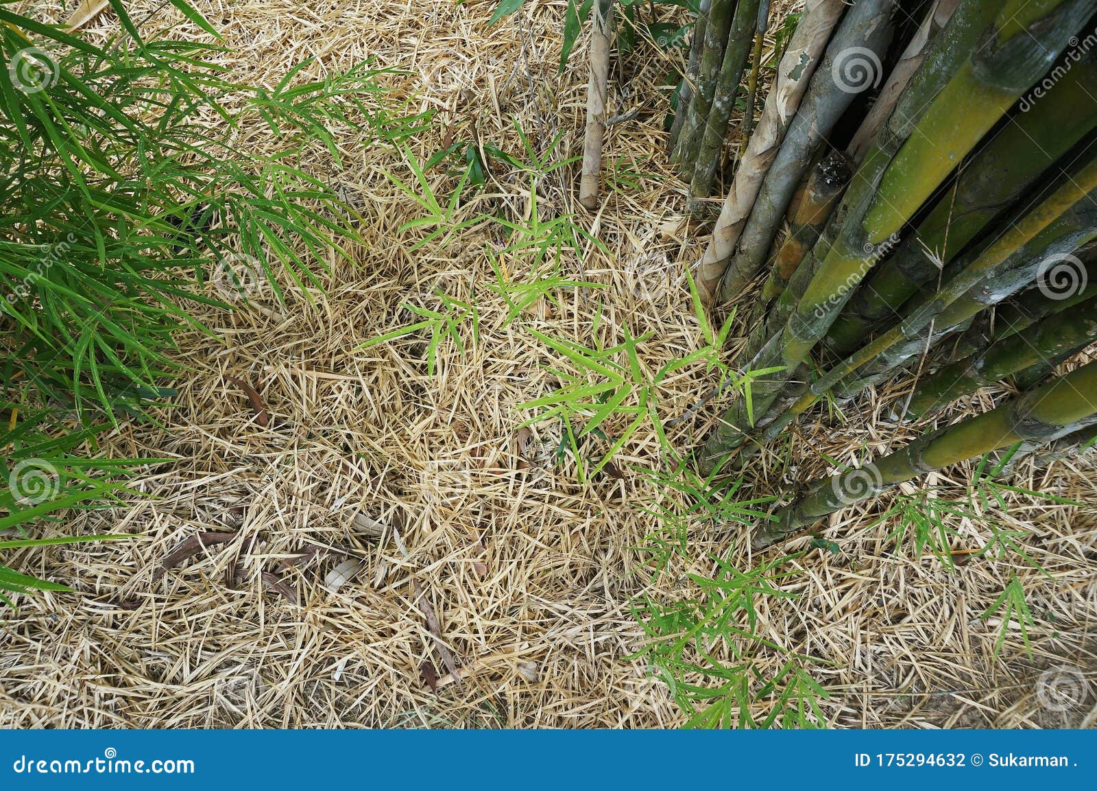 Bamboo Trees and Dried Leaves Stock Photo - Image of botanical, floral ...