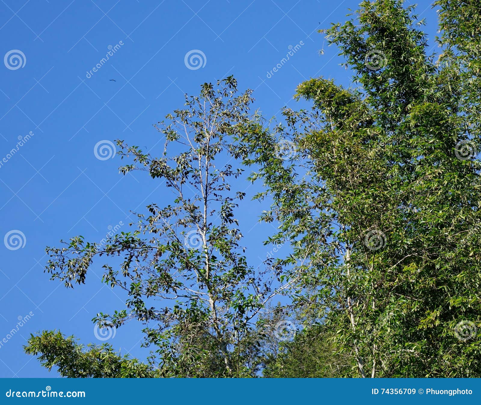 Bamboo Trees at the Forest in Ifugao, Philippines Stock Image - Image ...