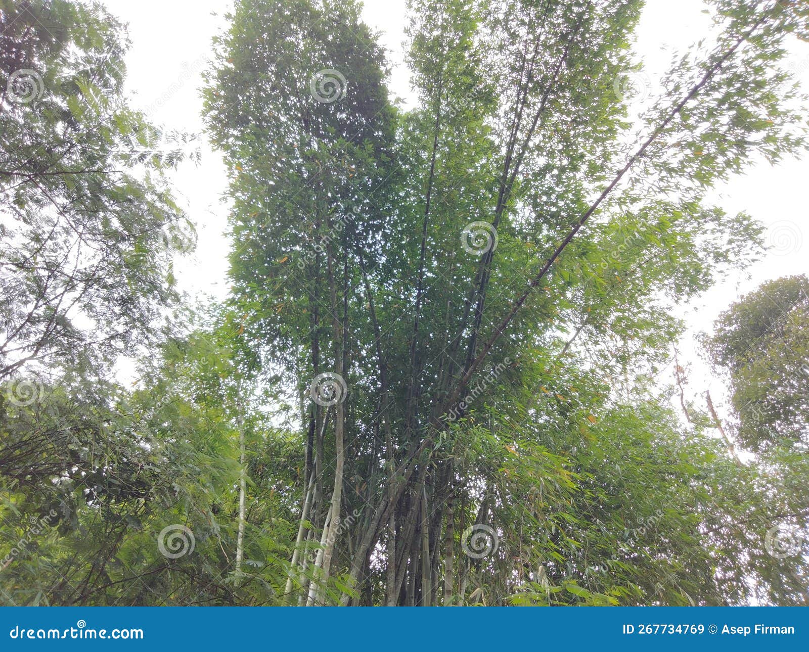Bamboo Trees Forest Natural Stock Image - Image of forest, bamboo ...
