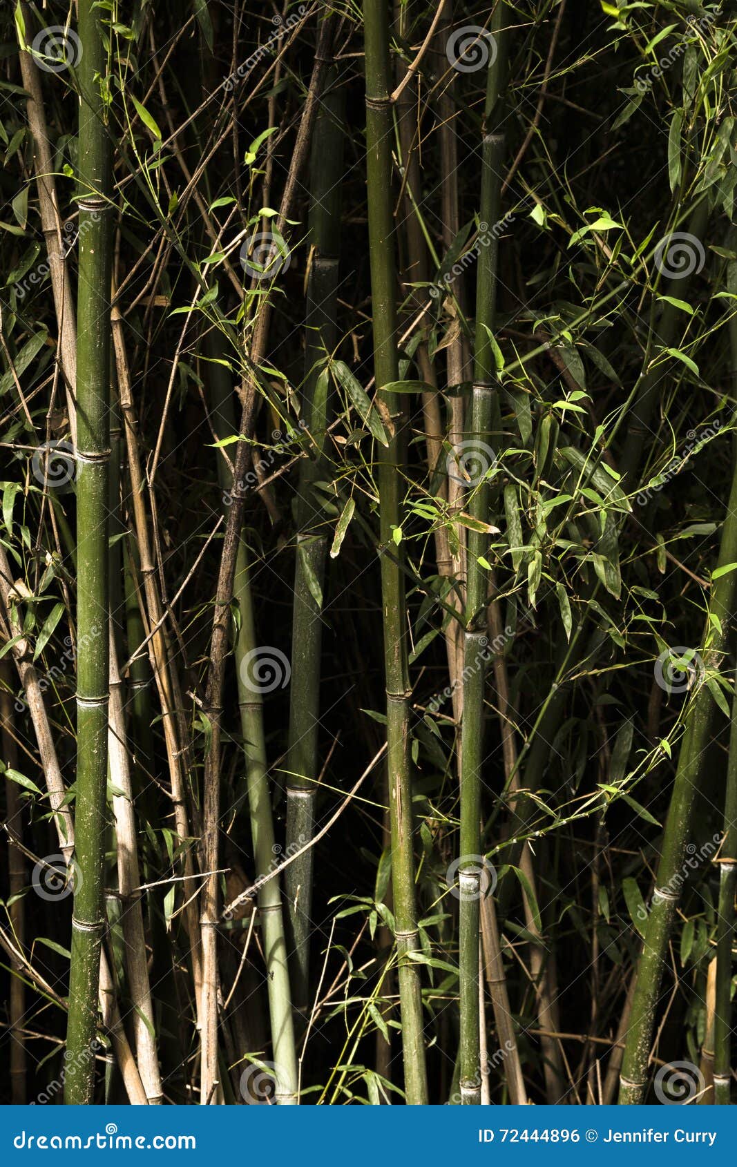 Bamboo trees stock photo. Image of trees, asia, nature - 72444896