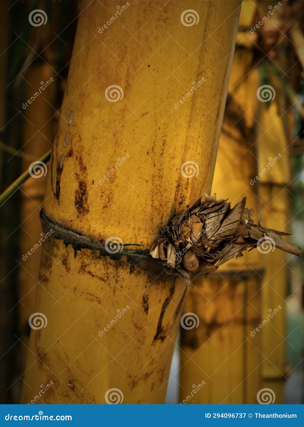 Bambu Kuning (Bambusa Vulgaris) in Indonesia Stock Image - Image of ...