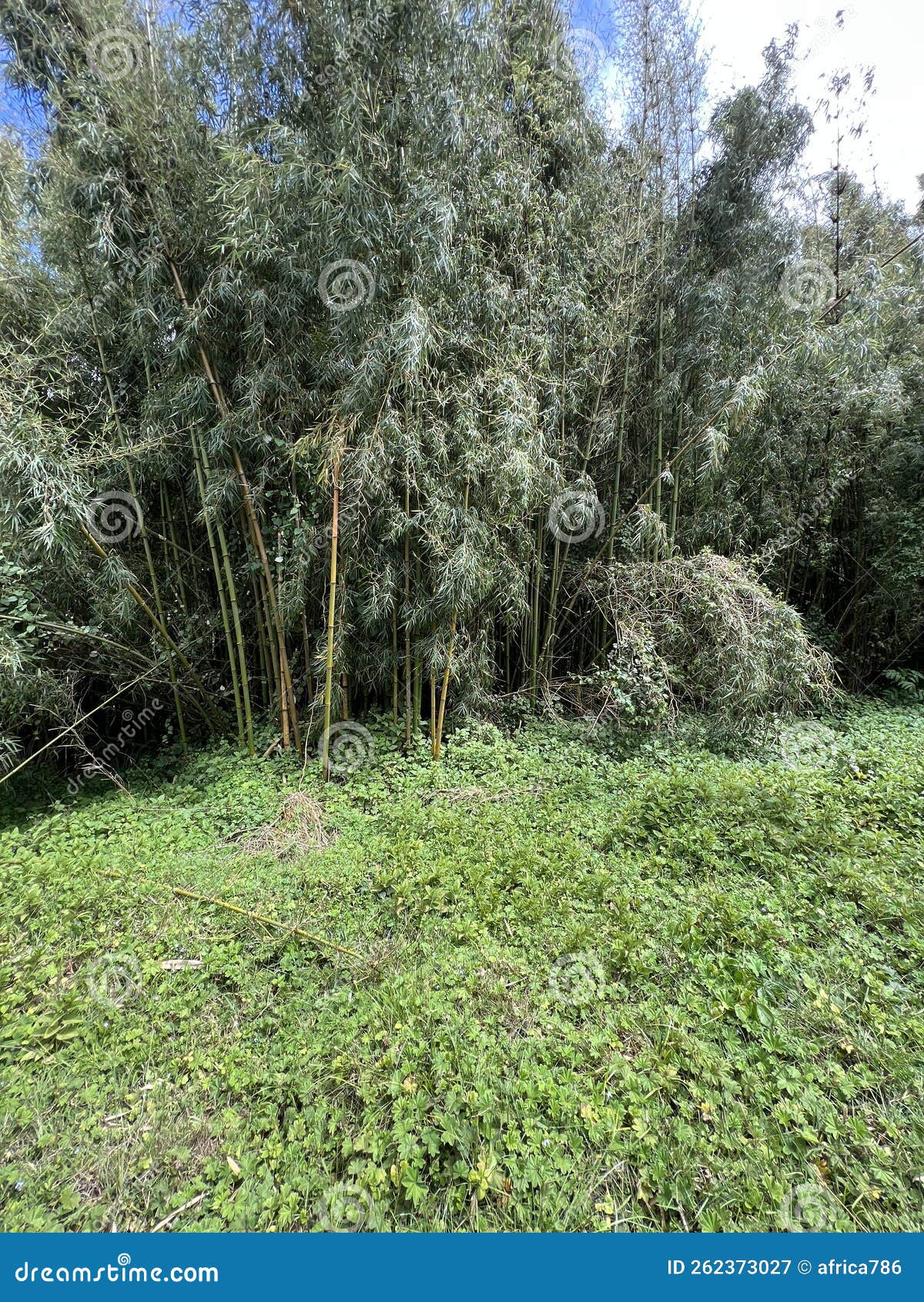 Bamboo Trees Inside the Elephant Hills in the Aberdare Range Forest in ...