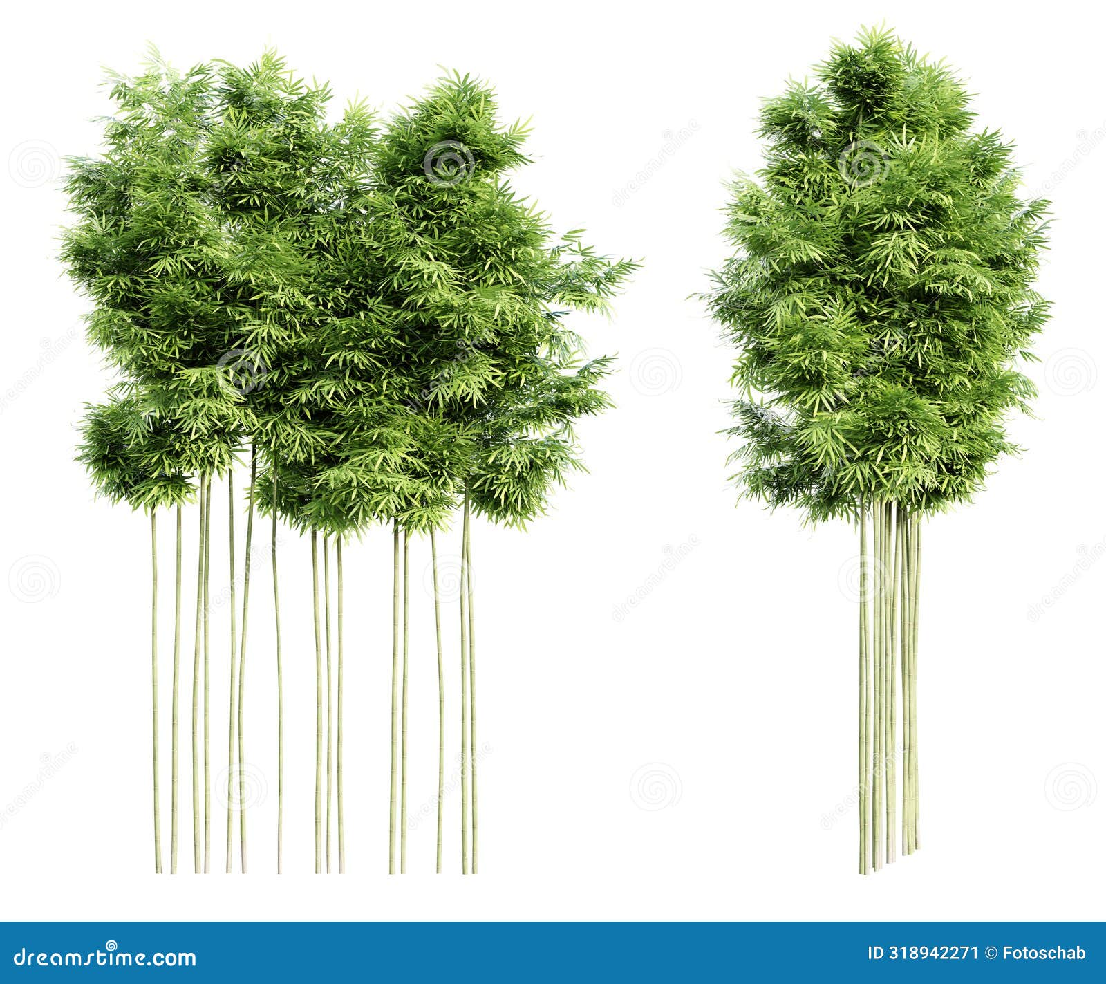 Bamboo Trees Isolated on White Background. 3D Render Stock Illustration ...