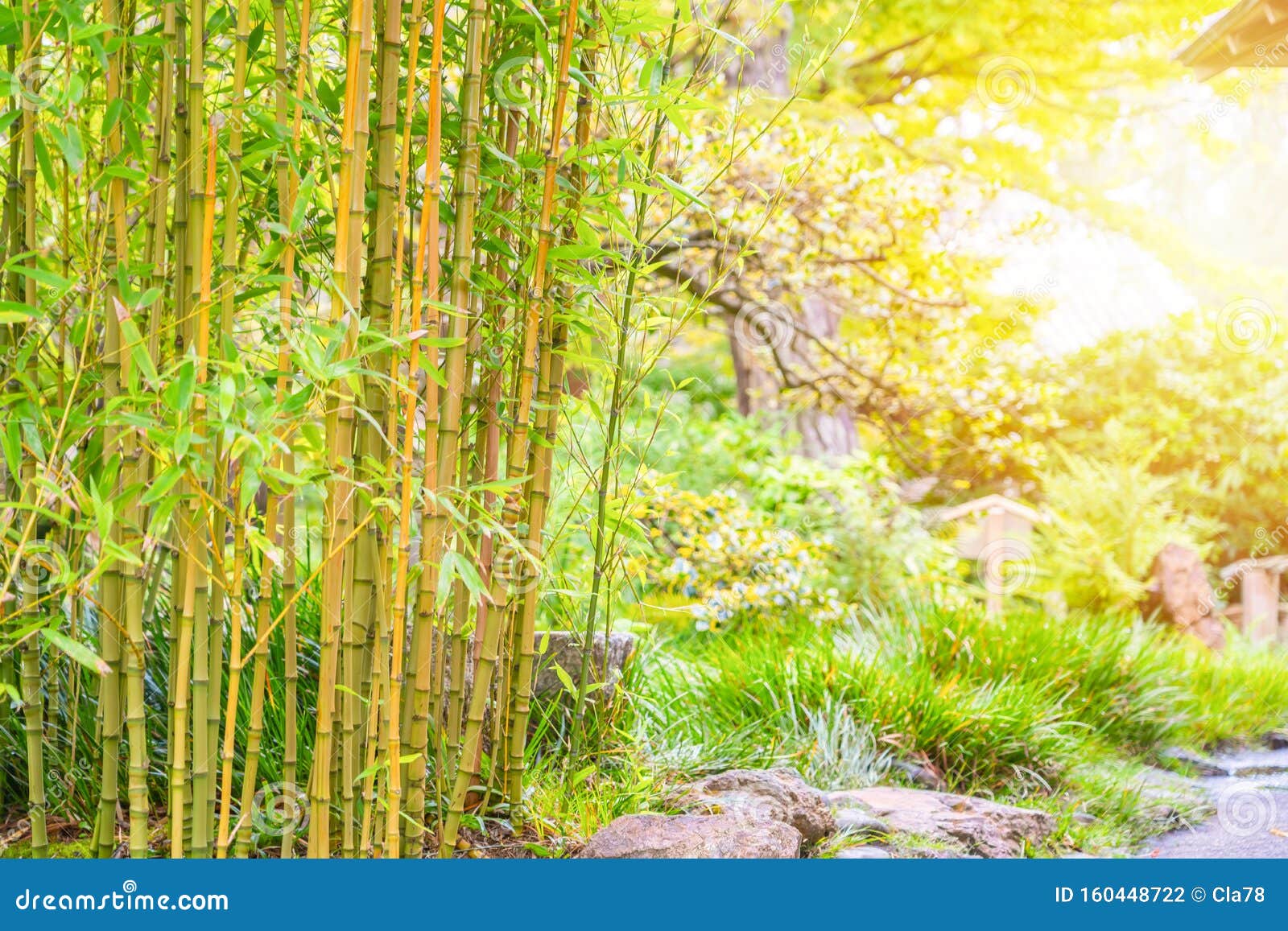Bamboo Trees in Japanese Tea Garden with Sunlight Stock Photo - Image ...