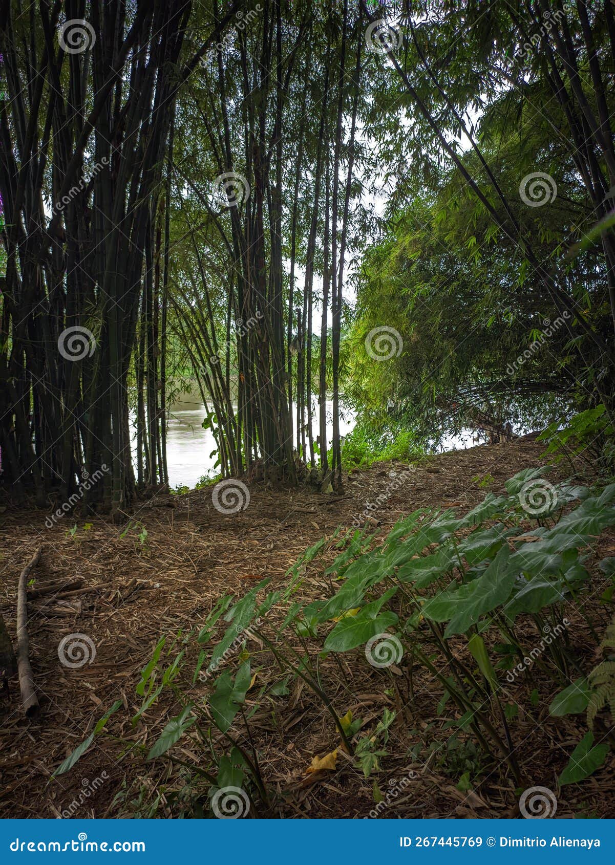 Bamboo Trees and Lumbu Trees Stock Image - Image of plants, lumbu ...