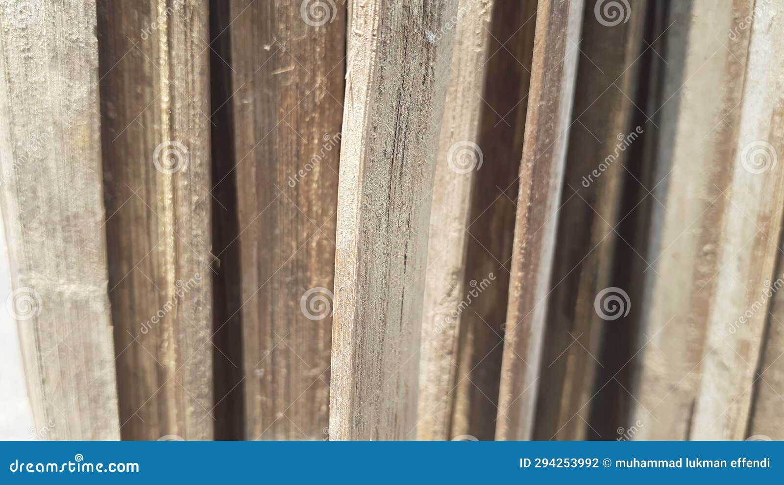 Bamboo Trees are One of God& X27;s Creations Provided for Humans Stock ...