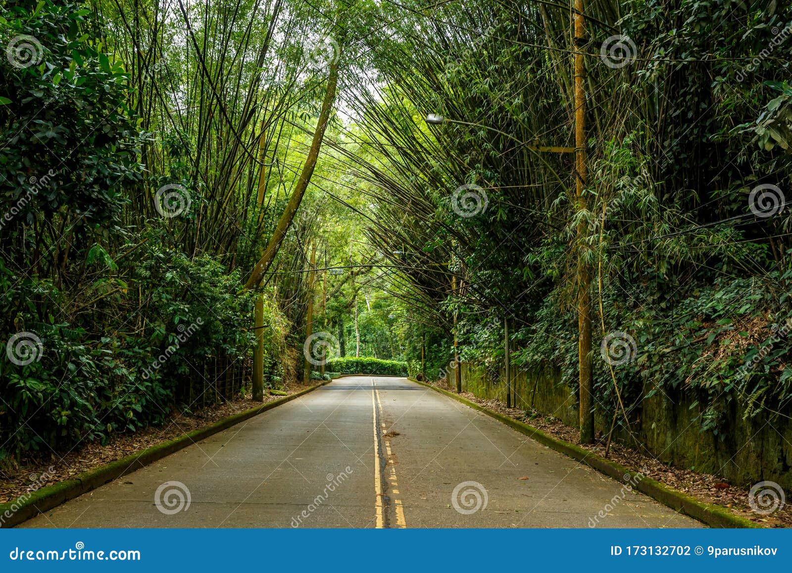 Bamboo Trees Overhang the Road Stock Photo - Image of blazil, pathway ...