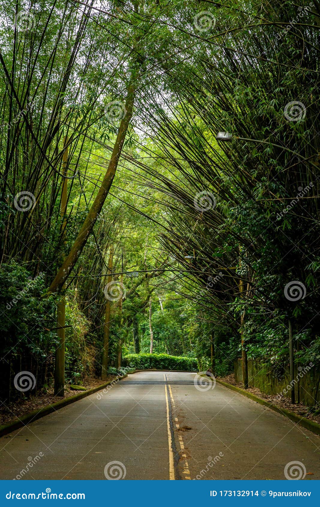 Bamboo Trees Overhang the Road Stock Photo - Image of forest, kansai ...