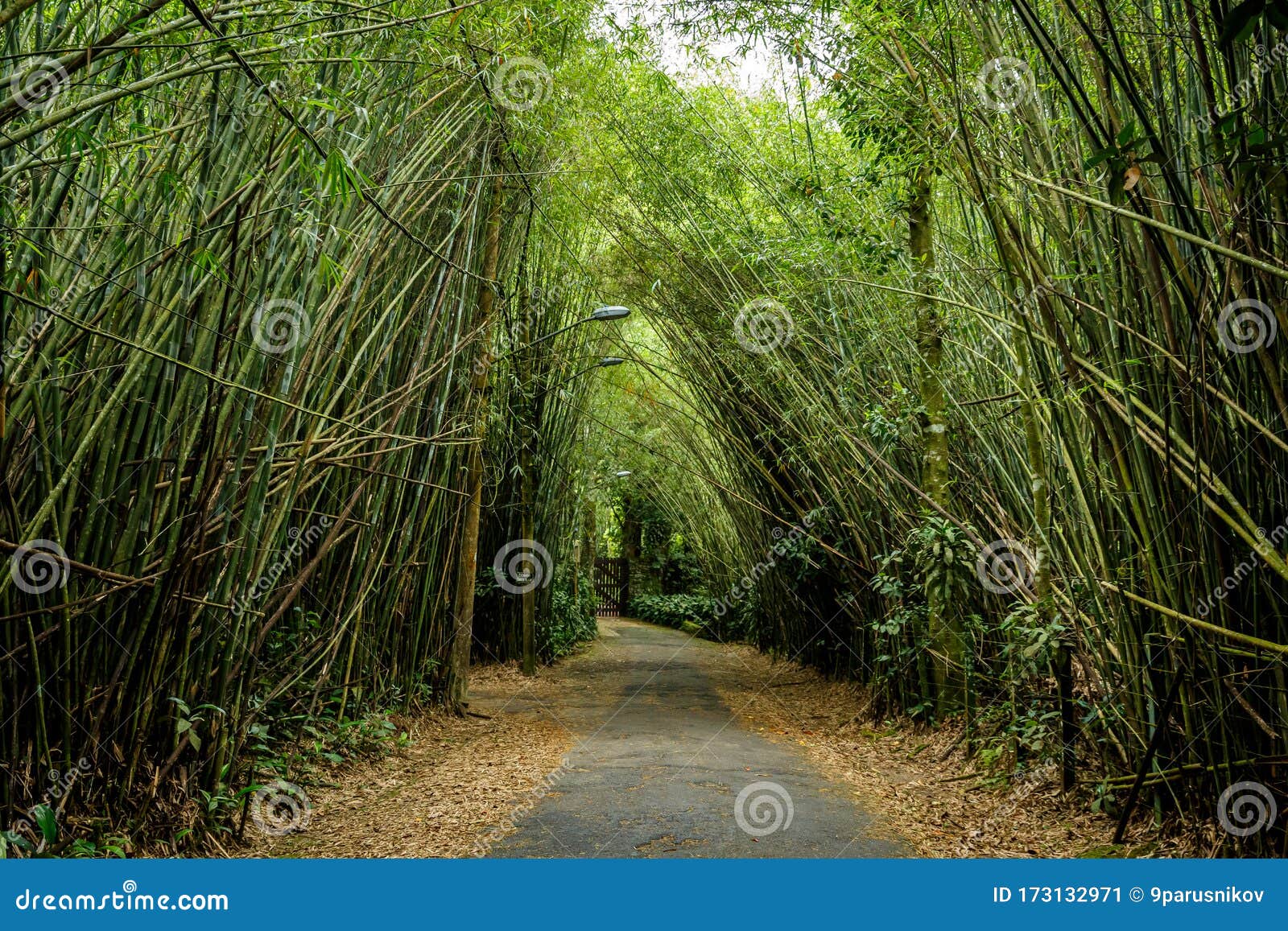 Bamboo Trees Overhang the Road Stock Image - Image of landmark, blazil ...
