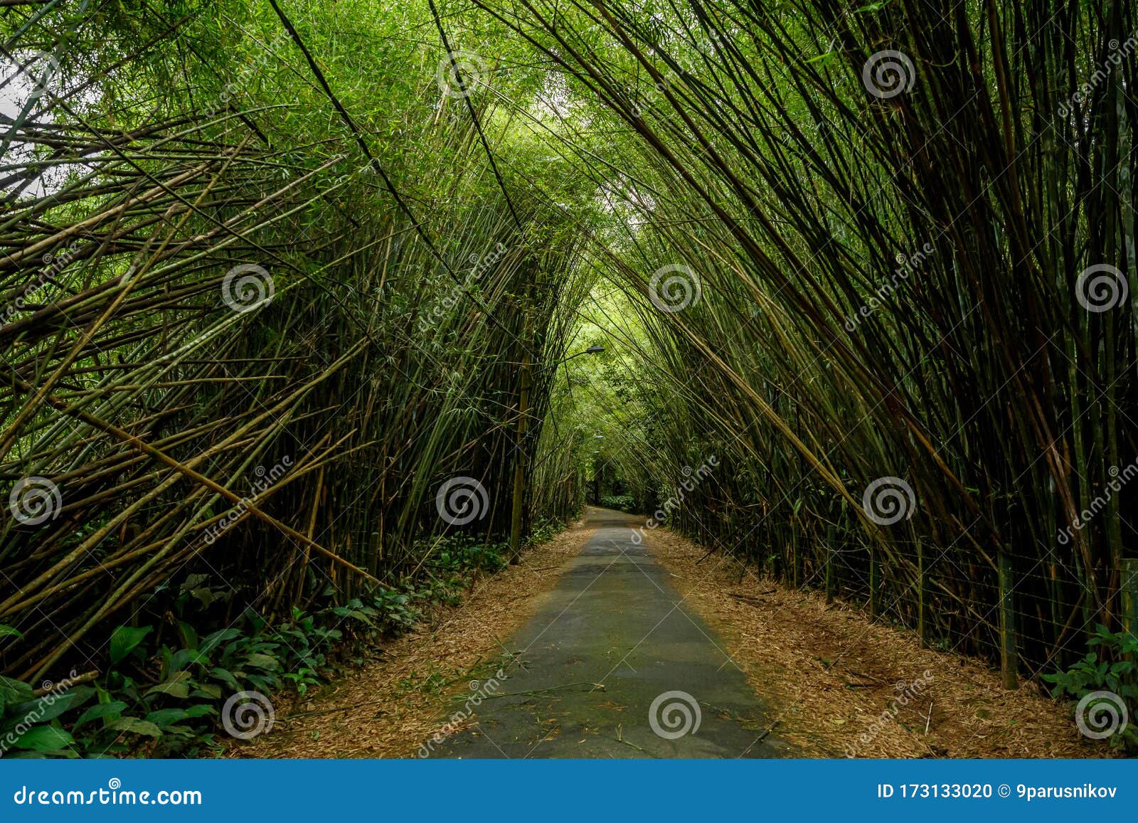 Bamboo Trees Overhang the Road Stock Photo - Image of trail, bamboo ...