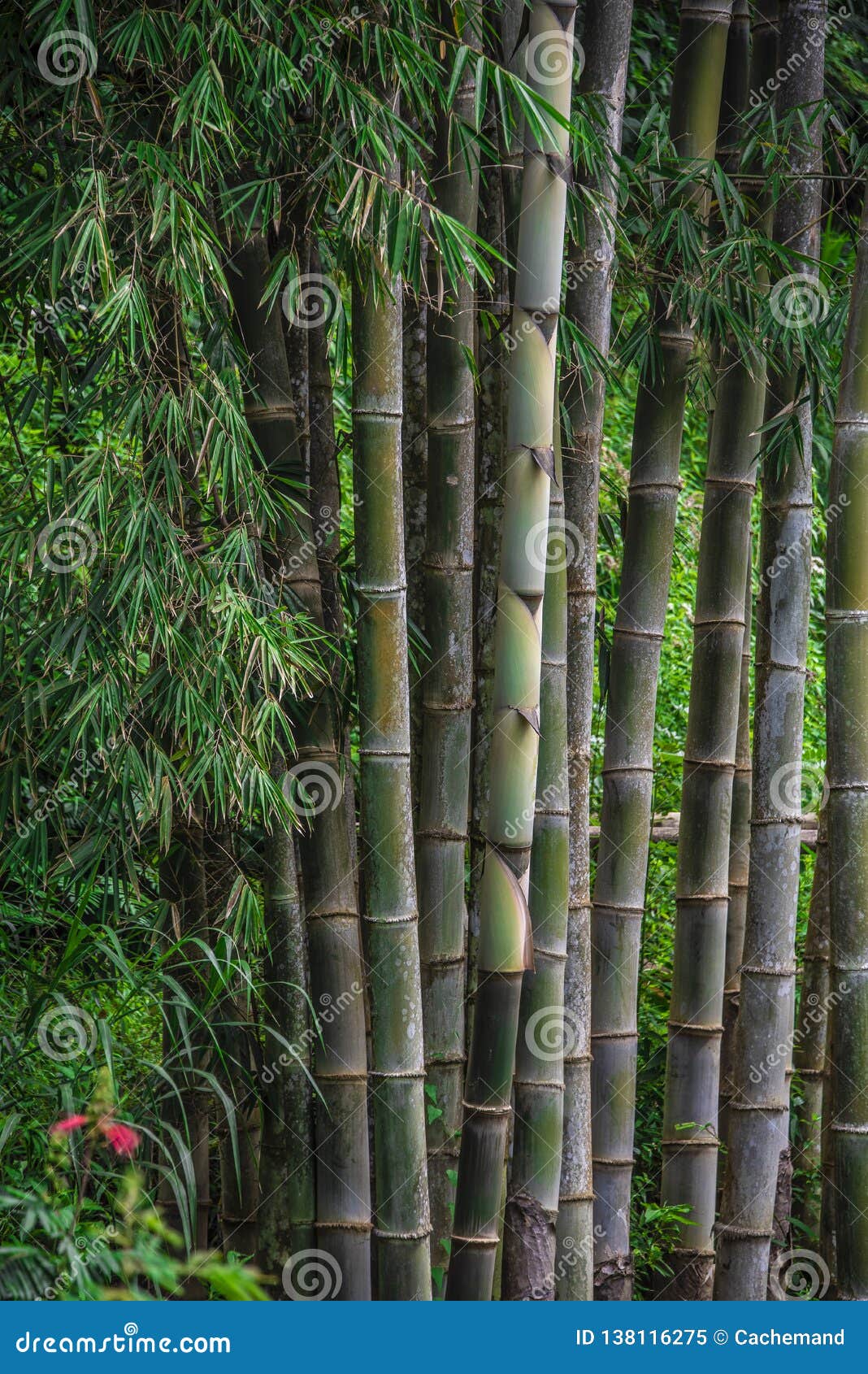 Bamboo Trees in Rain Forest Stock Image - Image of roots, plant: 138116275