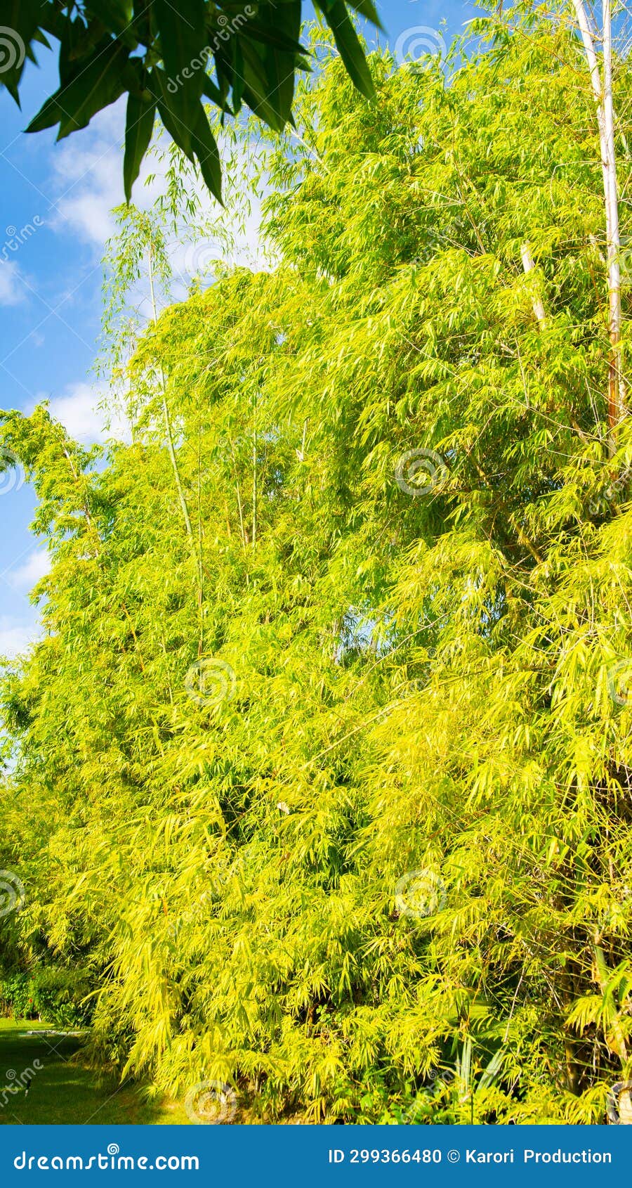 Bamboo Trees are Rustling with Wind in the Dominican Republic Stock ...