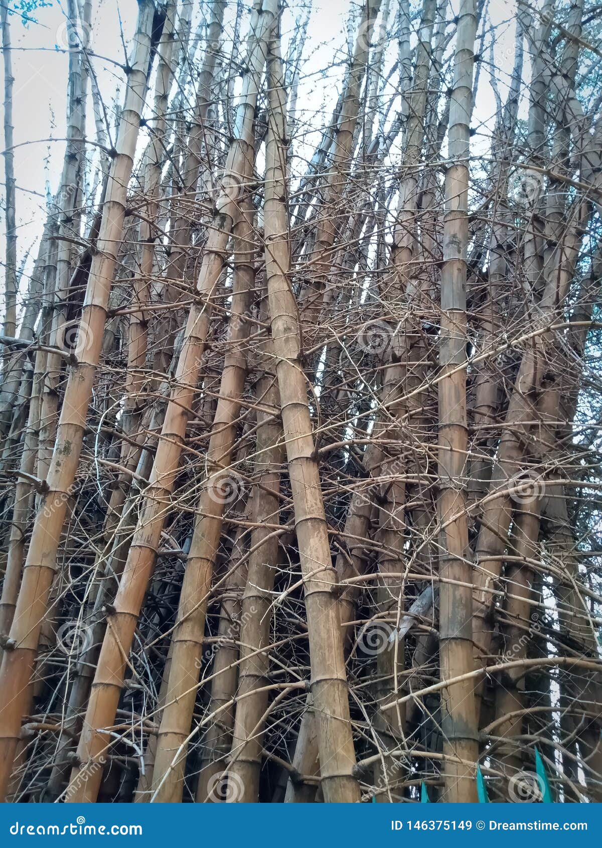 Bamboo trees stock image. Image of stacked, nature, bamboo - 146375149