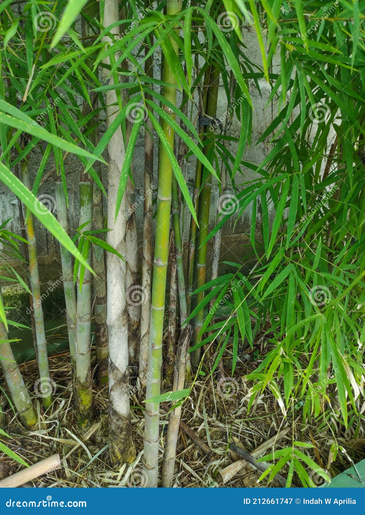 Bamboos tree at the park stock image. Image of leaf - 212661747