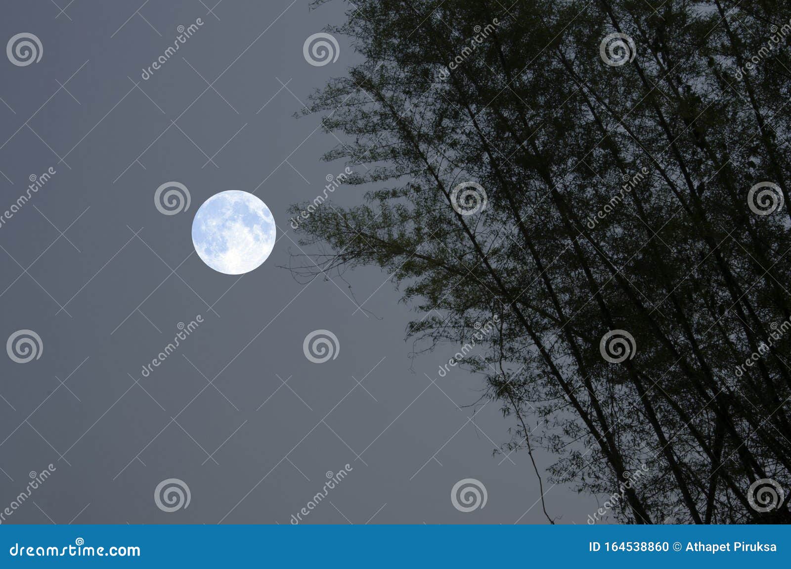 Bamboo Trees and Beautiful Full Moon Stock Photo - Image of isolated ...