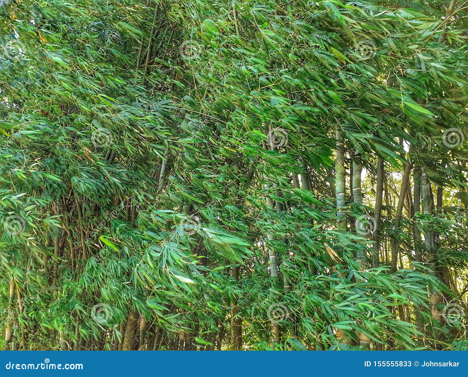 Bamboo trees in the wind stock image. Image of grass - 155555833