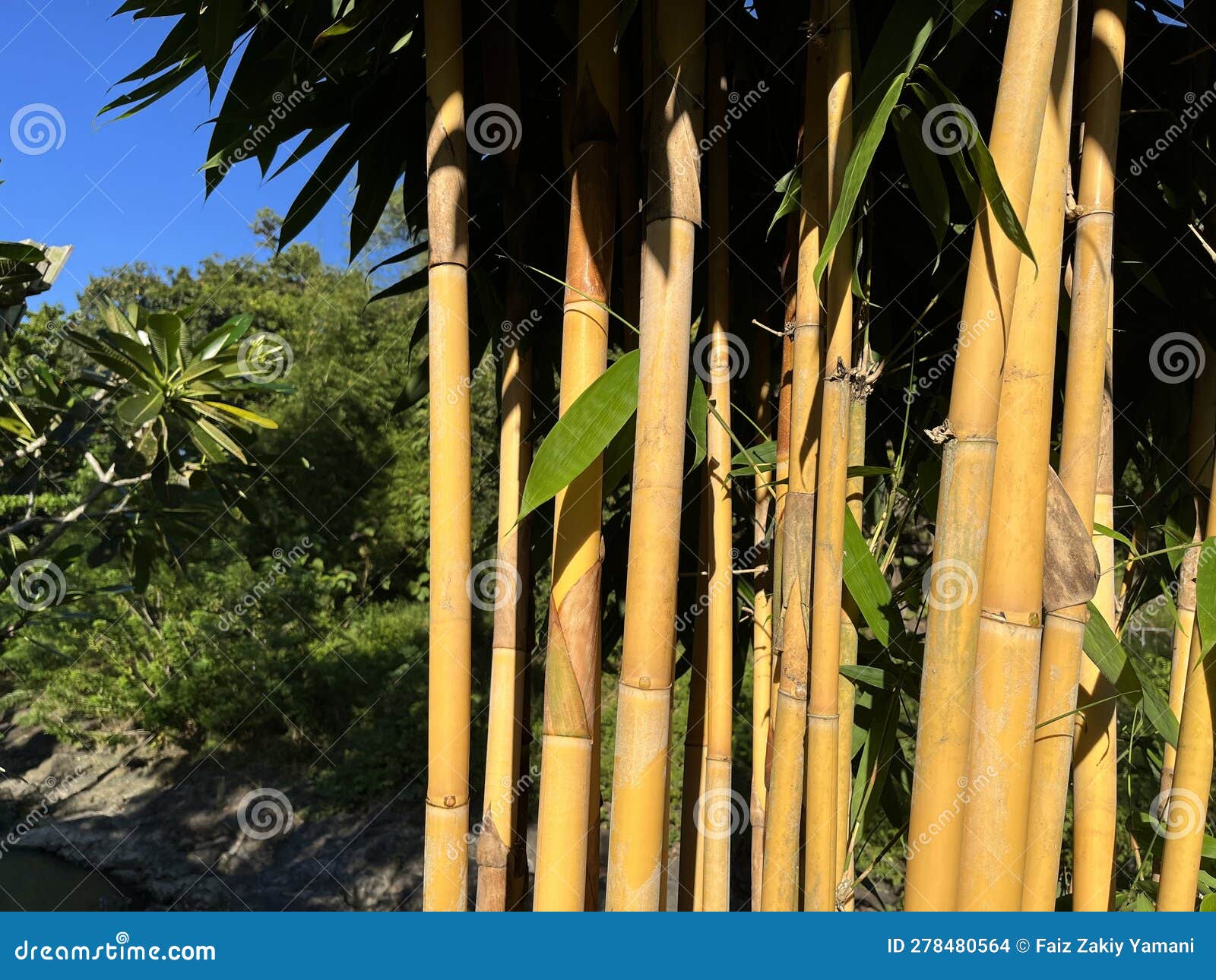Bamboo Trees with Yellow Stem in the Park Stock Photo - Image of ...