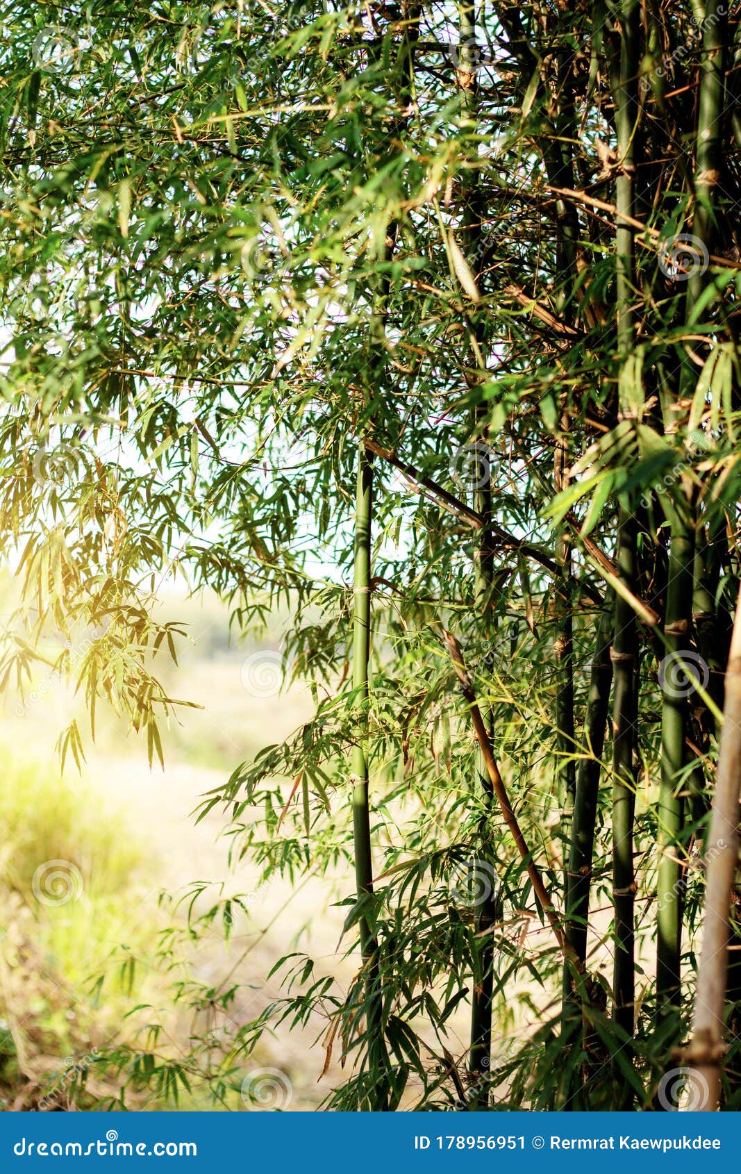 Bamboo in tropical stock image. Image of jungle, natural - 178956951