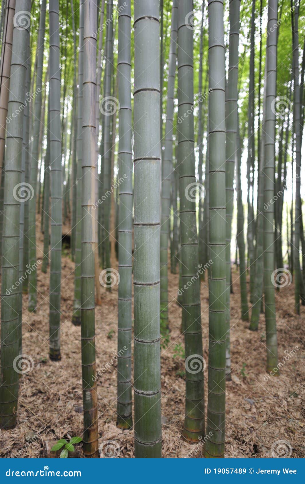 Bamboo trunk stock image. Image of stem, outdoors, plant - 19057489