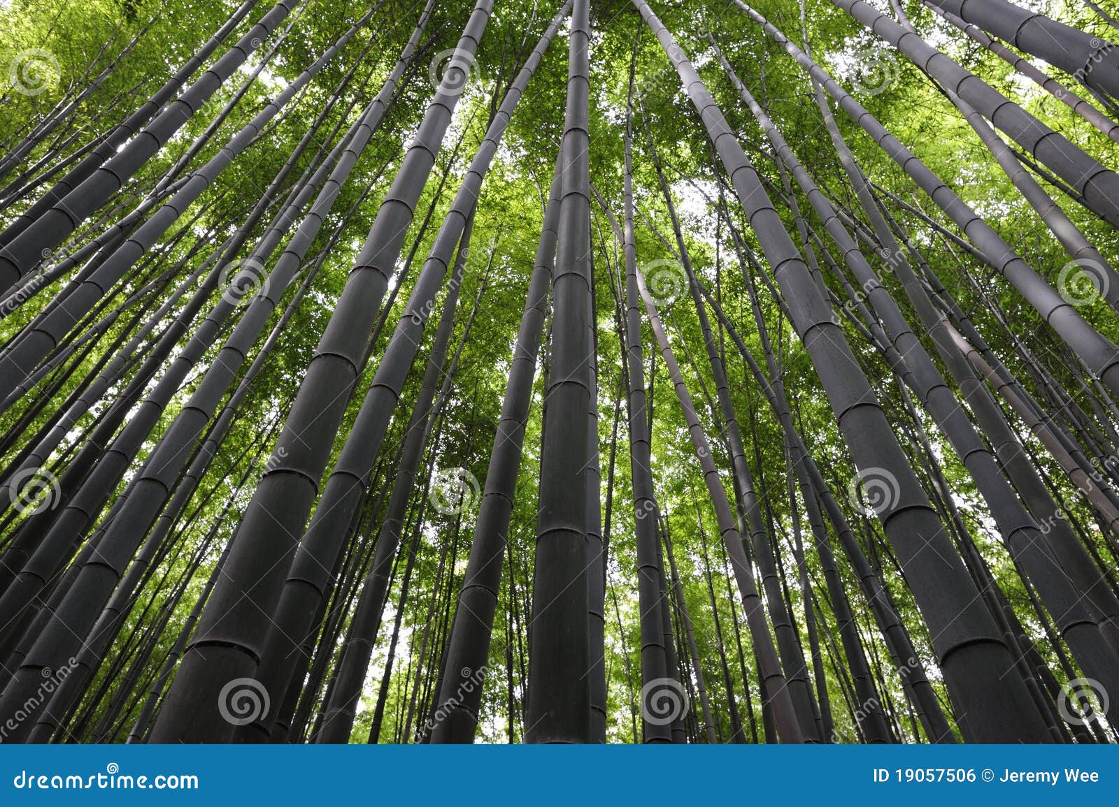 Bamboo trunk stock photo. Image of green, grove, bamboo - 19057506