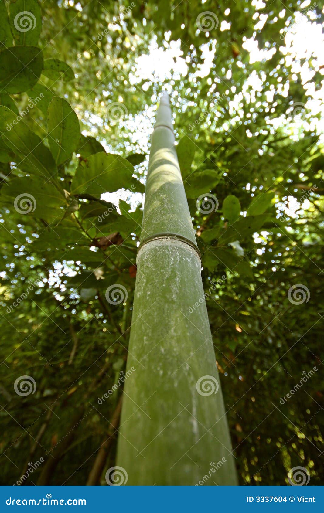 Bamboo trunk stock photo. Image of high, tree, twigs, fast - 3337604