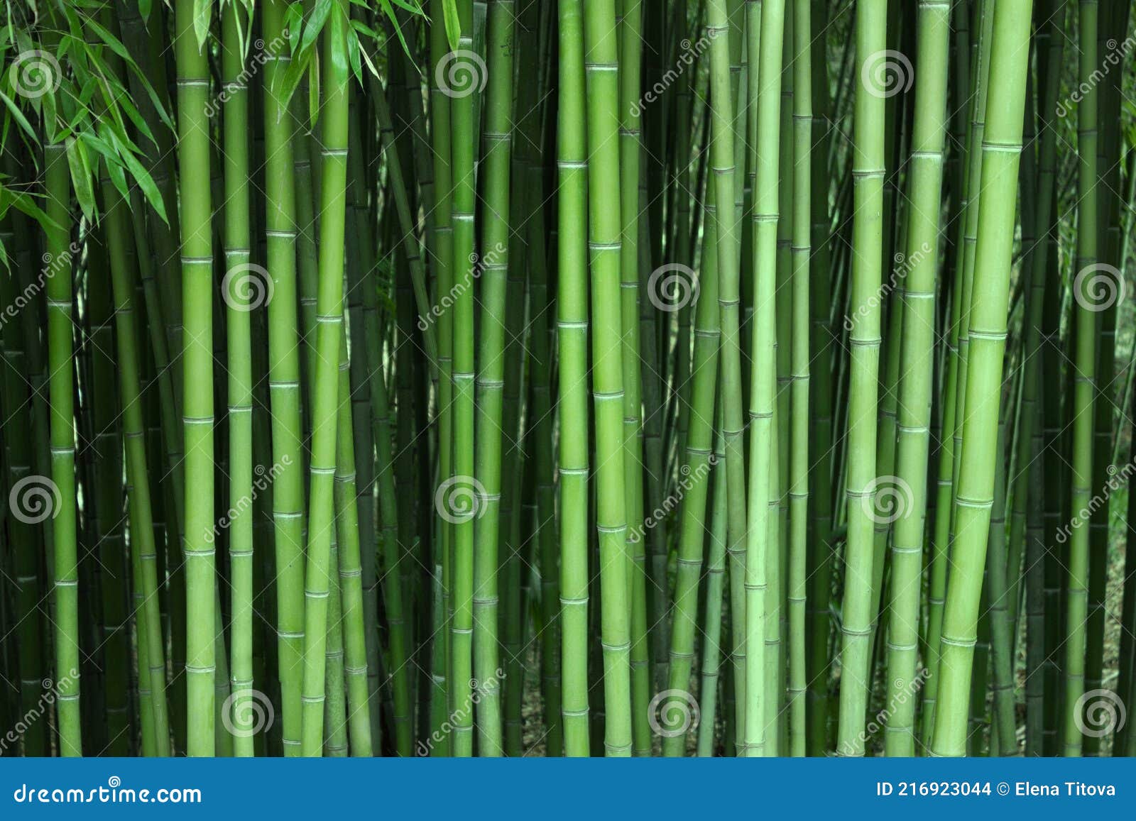Bamboo Trunk Background, Natural Background of Asian Forest. Bamboo ...