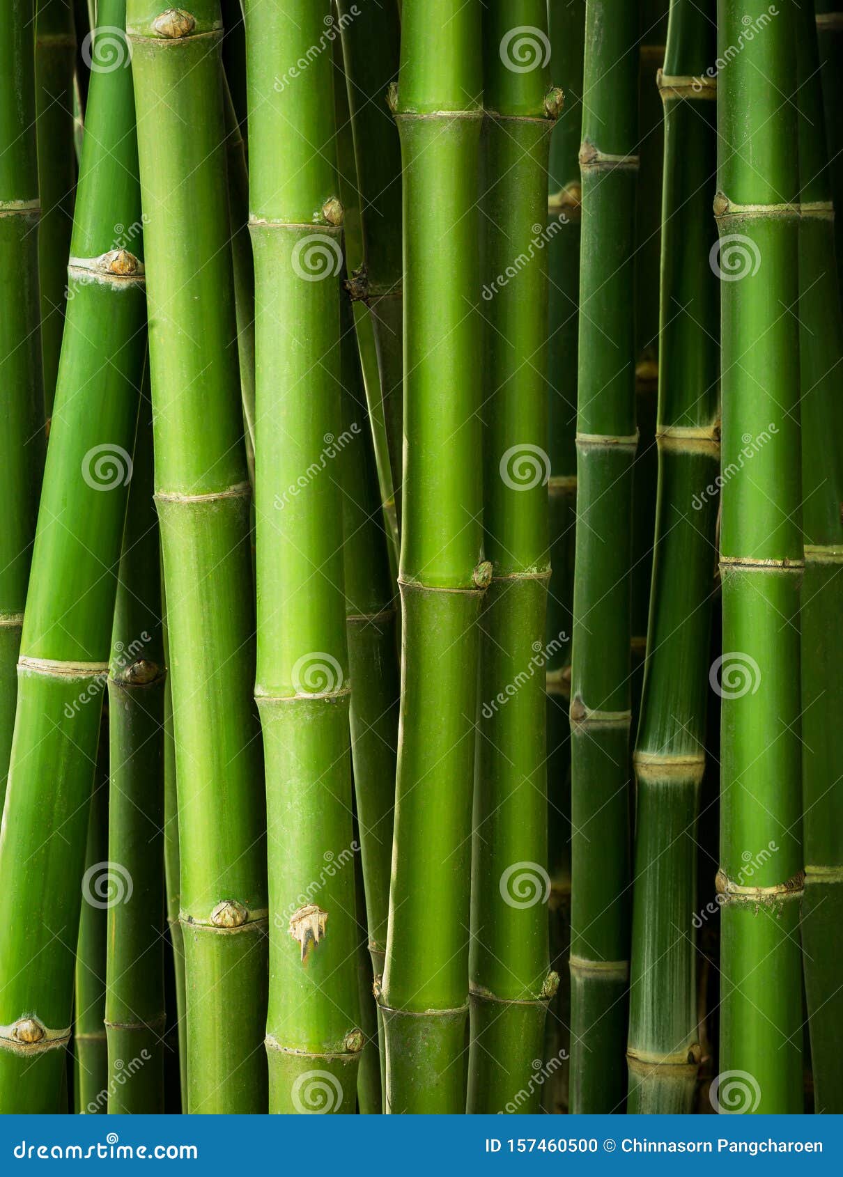 Bamboo Trunk Surface And Texture Stock Image | CartoonDealer.com #49400059