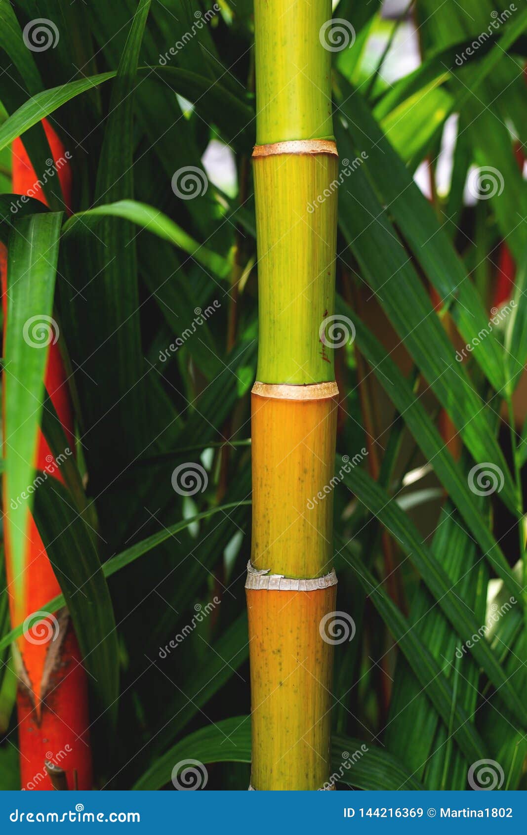 4,158 Bamboo Trunk Photos - Free & Royalty-Free Stock Photos from ...