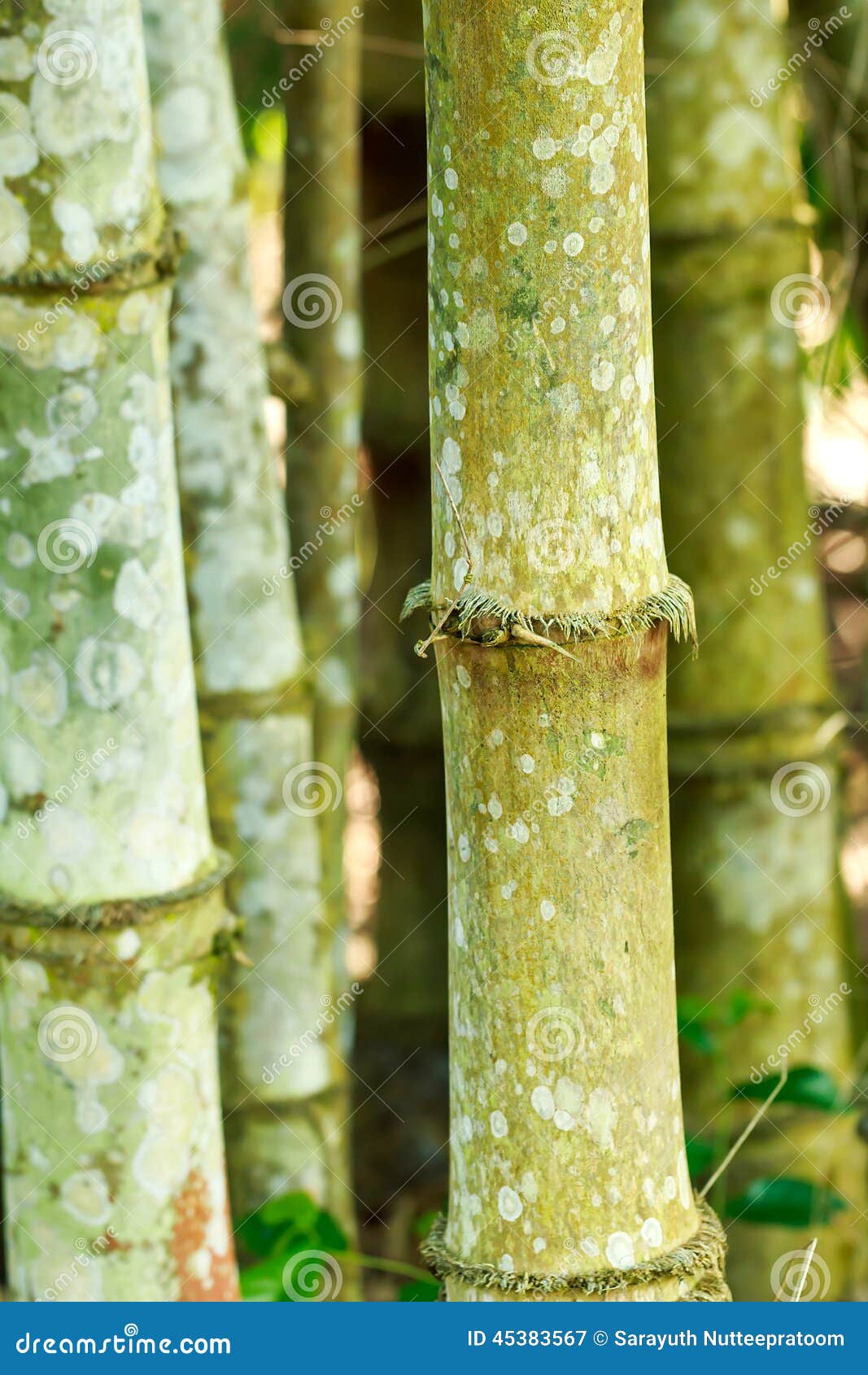 Bamboo trunk in garden stock image. Image of stem, stalk - 45383567