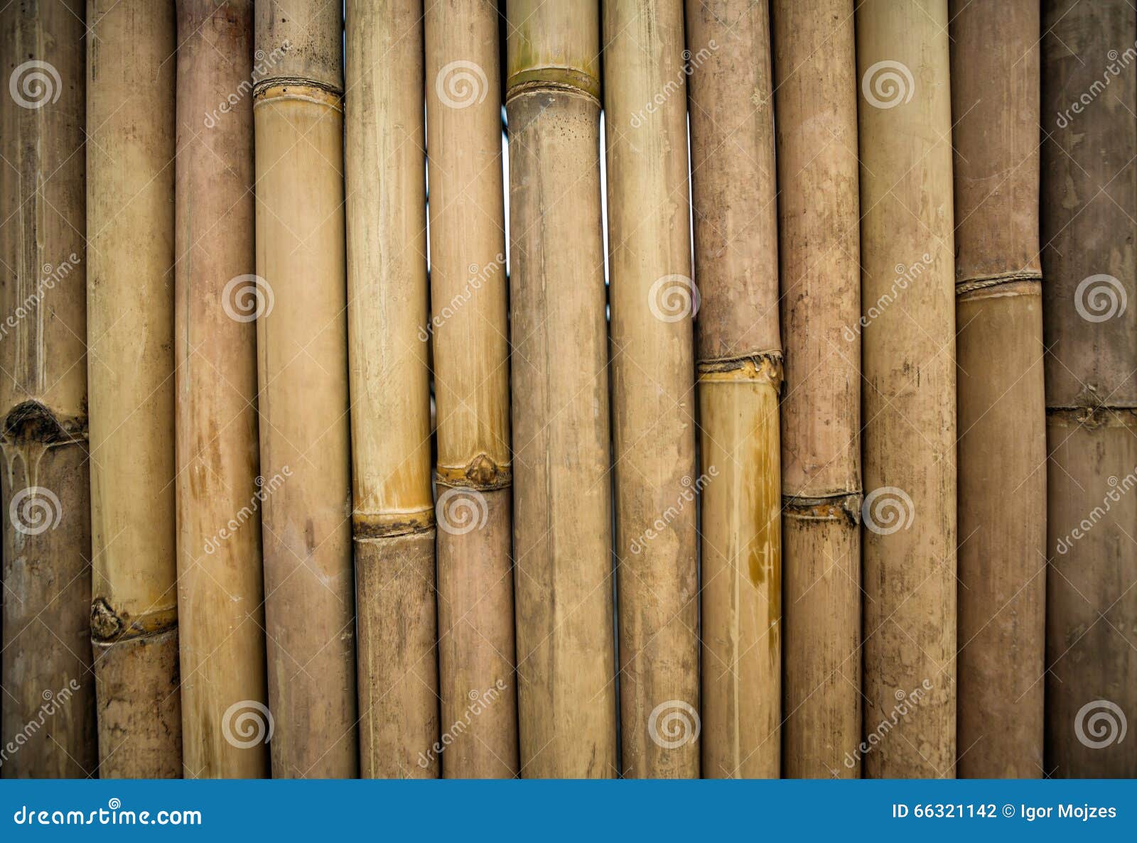 Bamboo trunk texture stock photo. Image of forest, design - 66321142
