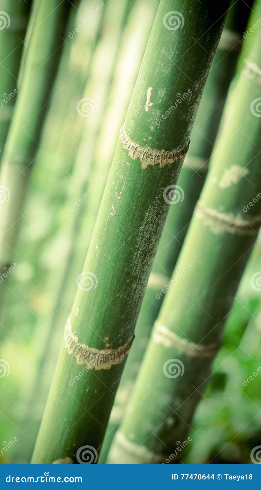 Bamboo Trunk Surface And Texture Stock Image | CartoonDealer.com #49400059