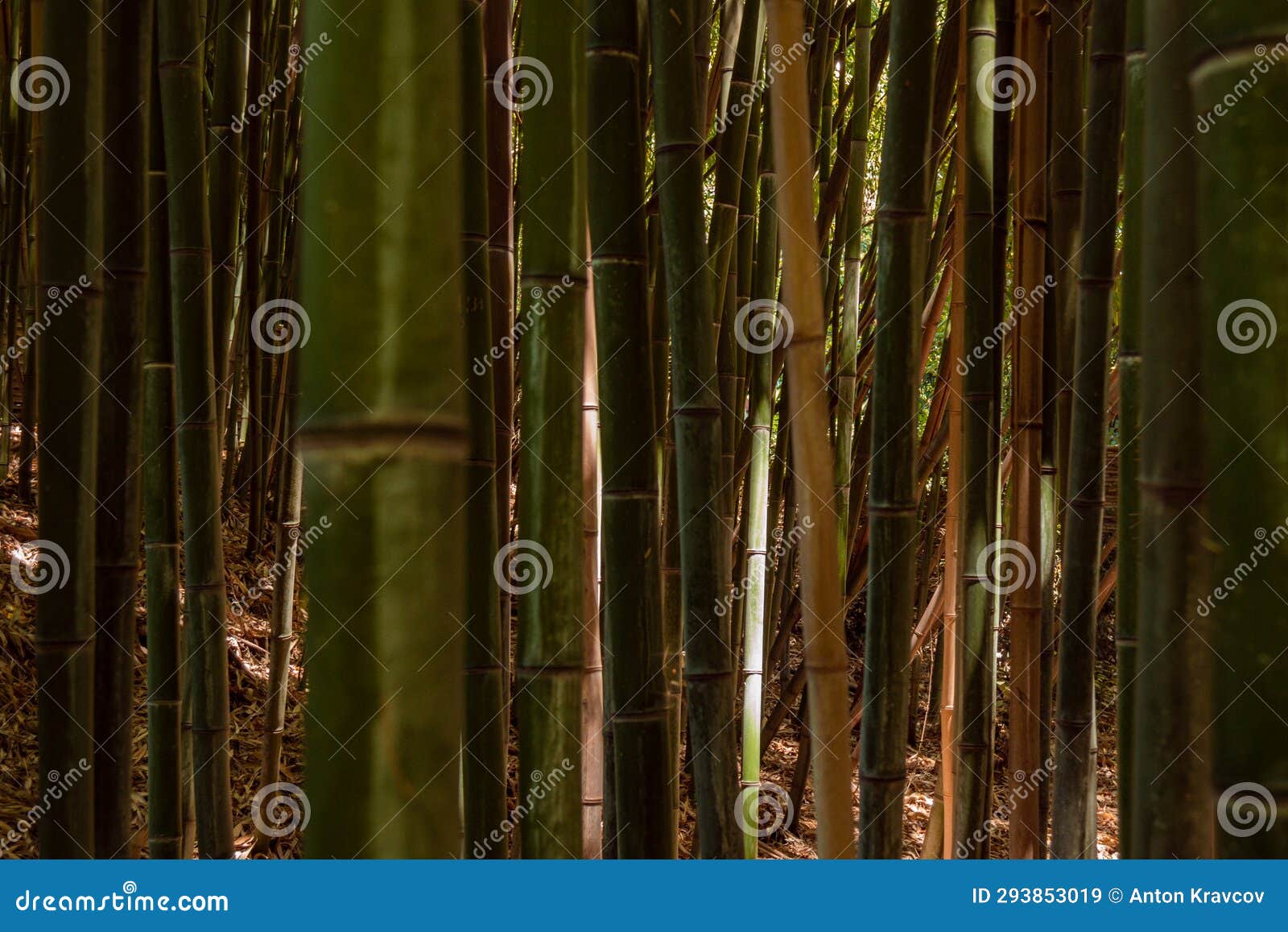 The Bamboo Trunks Create the Green Texture of the Bamboo Forest. Stock ...