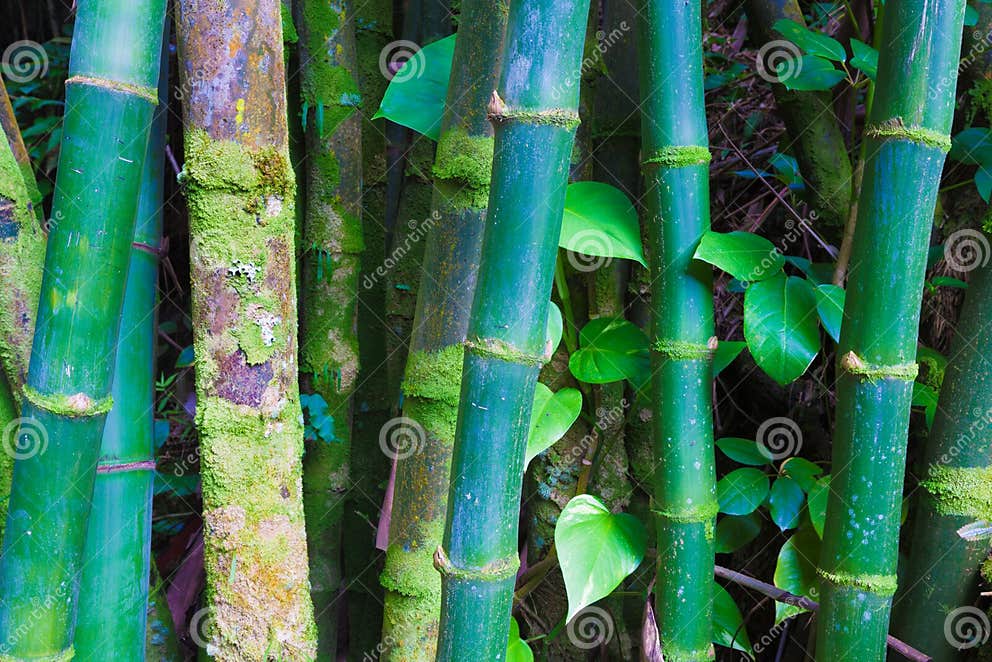 Bamboo trunks stock photo. Image of growth, climate, bamboo - 53427640