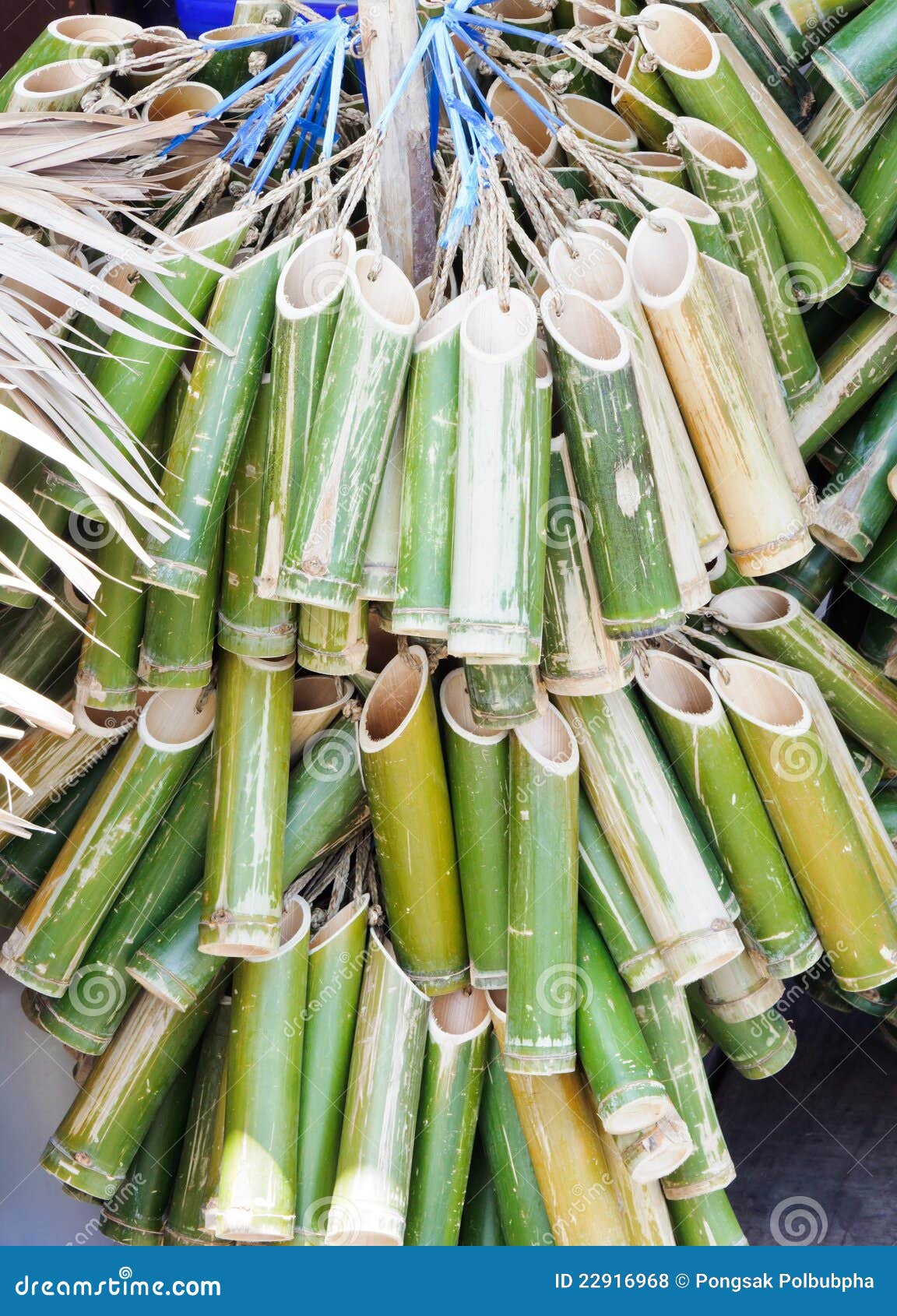 Bamboo tube stock photo. Image of leaf, natural, nature - 22916968