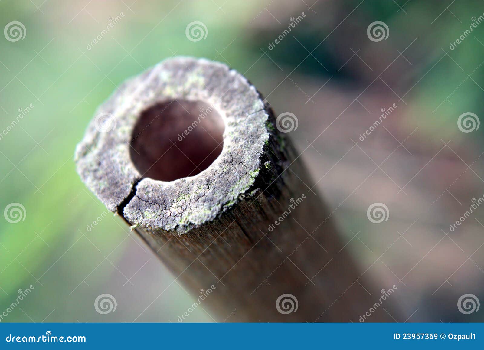 Bamboo tube stock image. Image of rotting, shoot, tube - 23957369