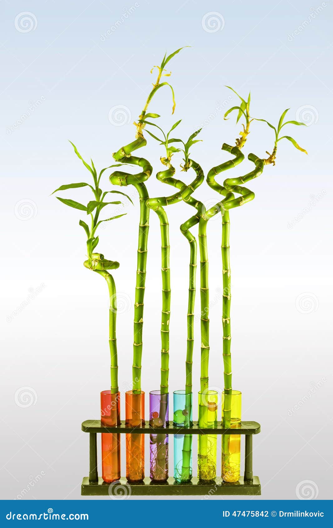 Bamboo in tube stock photo. Image of grass, botany, care - 47475842