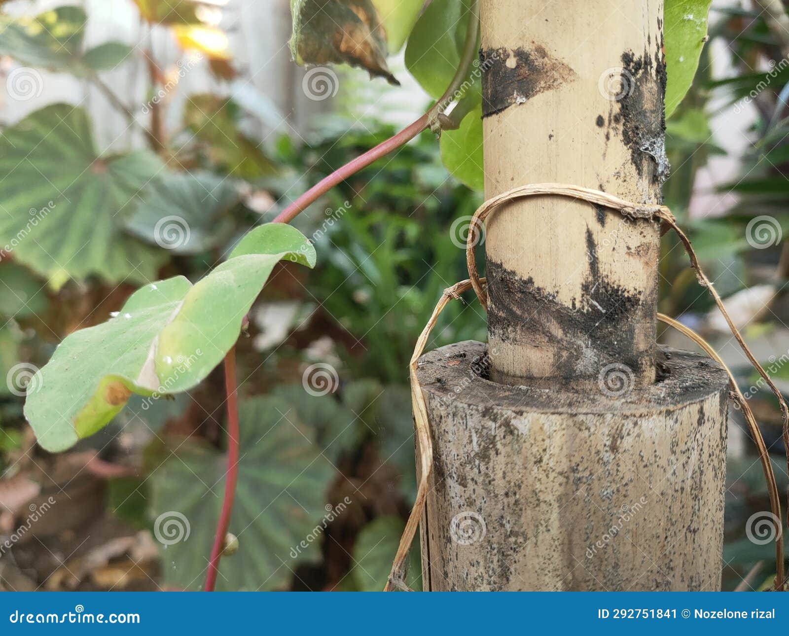 Bamboo and twining plants stock image. Image of natur - 292751841