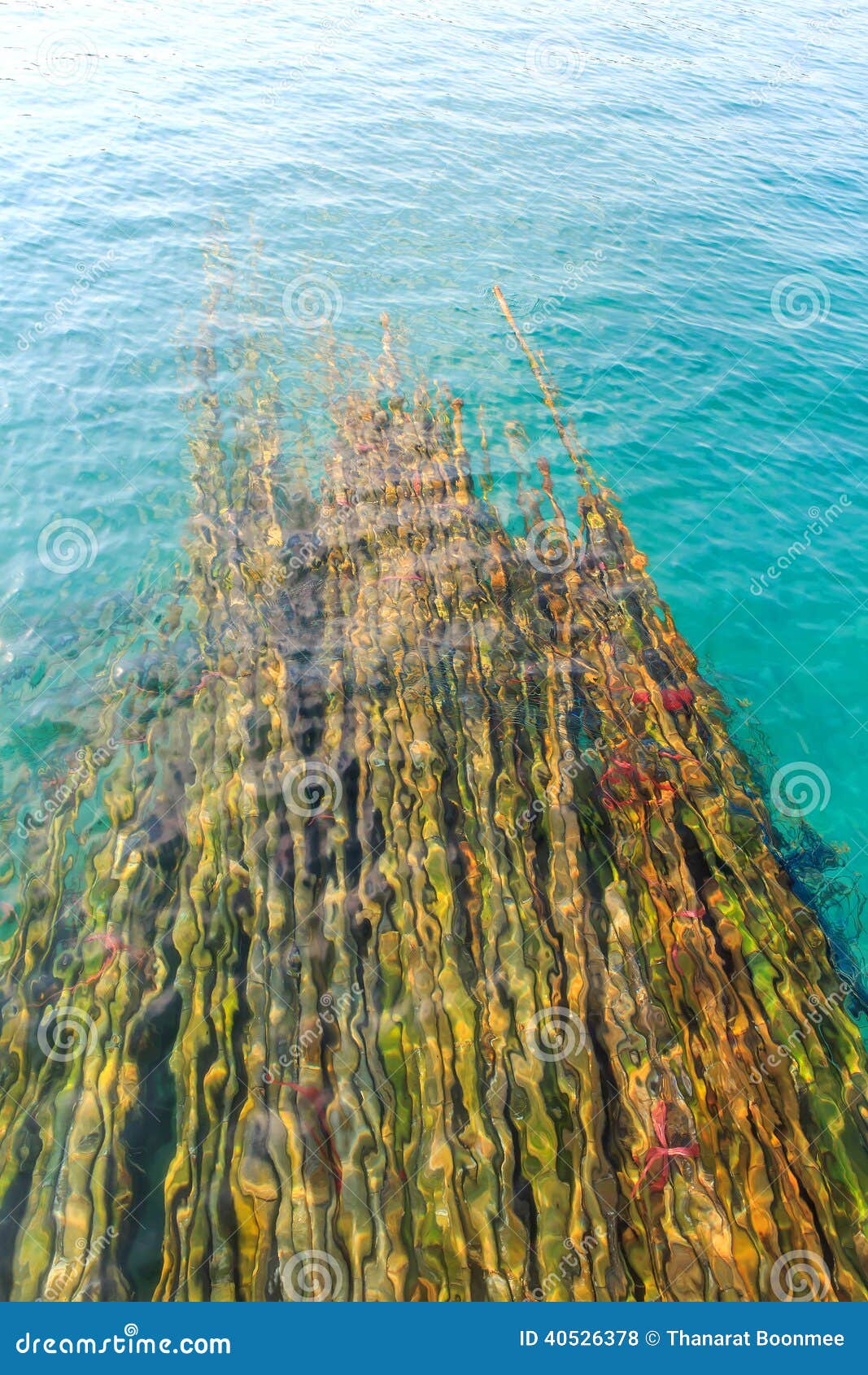 Bamboo under the sea stock photo. Image of bamboo, long - 40526378