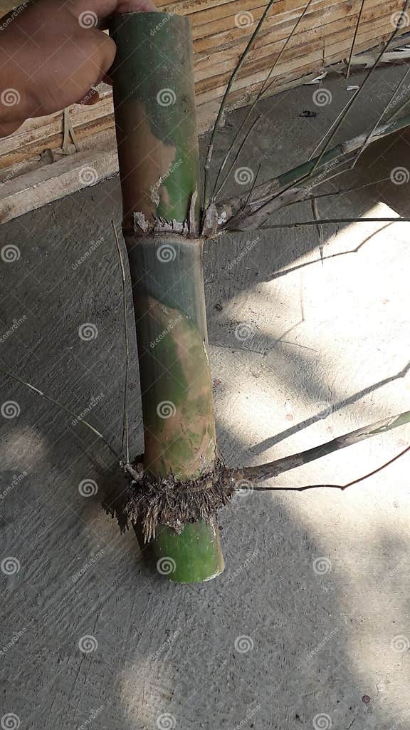 Unique Bamboo with Parallel Branches Stock Photo - Image of branch ...