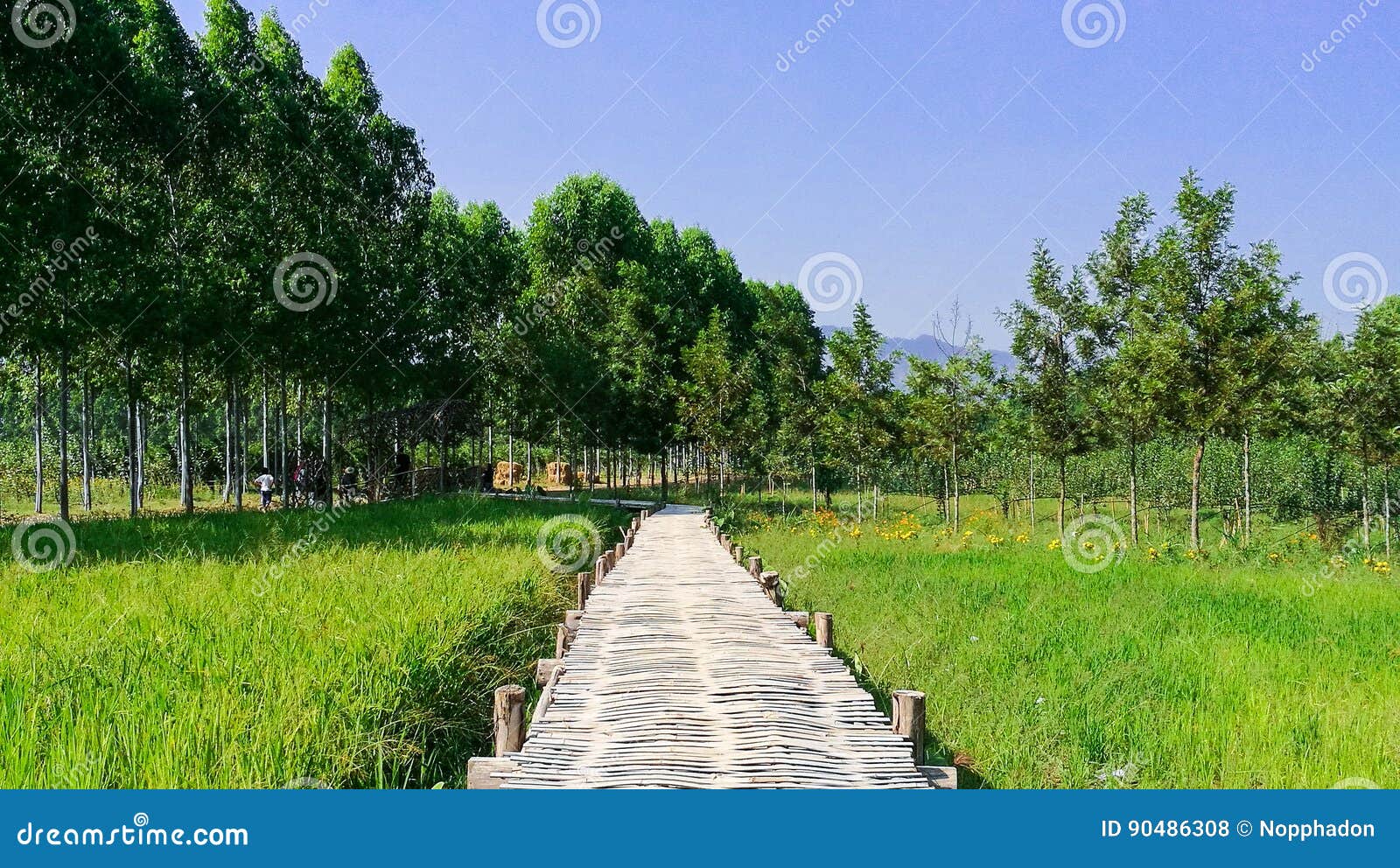 Bamboo Walk Way among the Young Terrace Rice Plantation Stock Photo ...