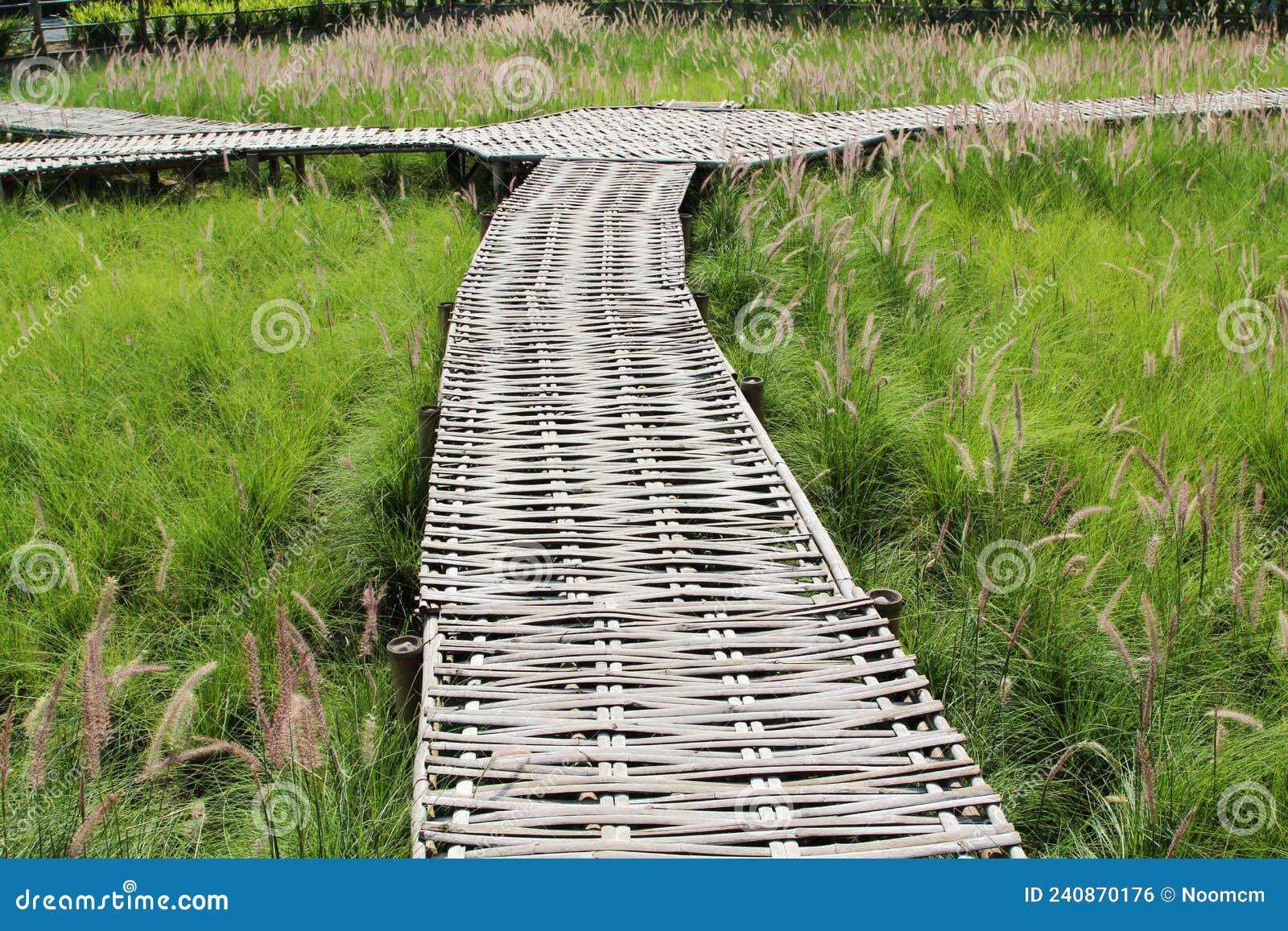 Bamboo Walkway on Green Grass Lawn Stock Photo - Image of paddy, leaf ...