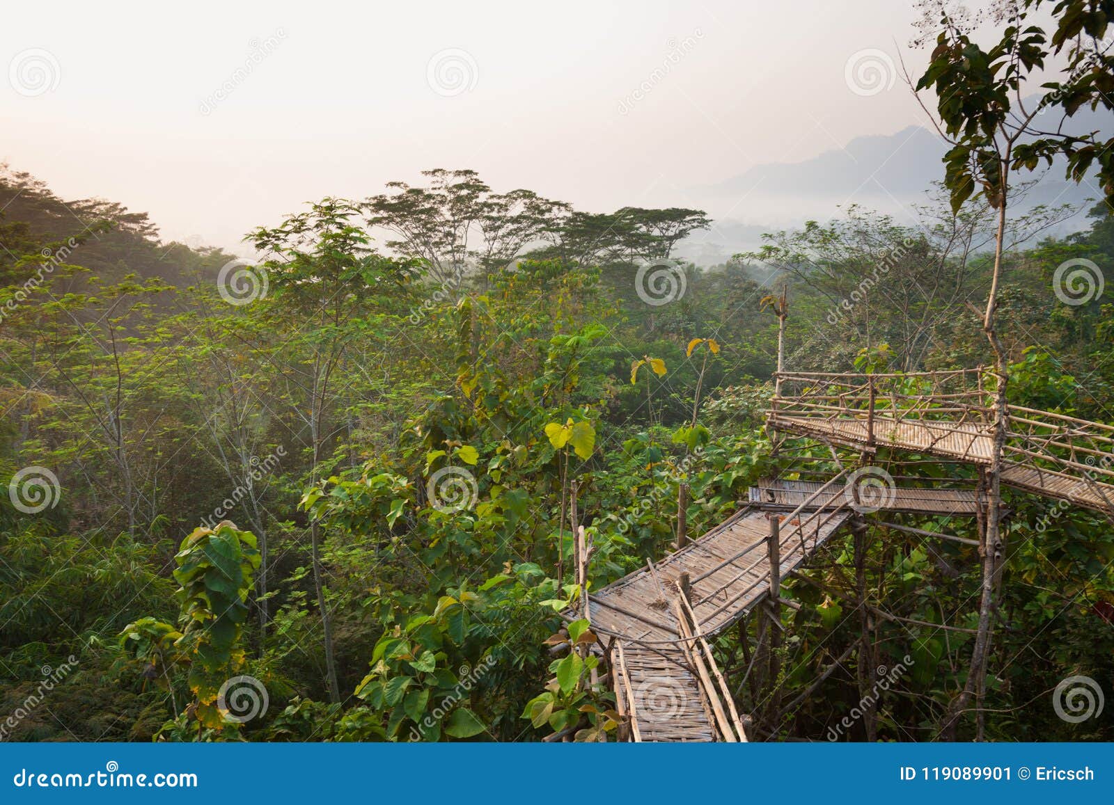 Bamboo Walkway in the Jungle Stock Image - Image of scaffold, discovery ...