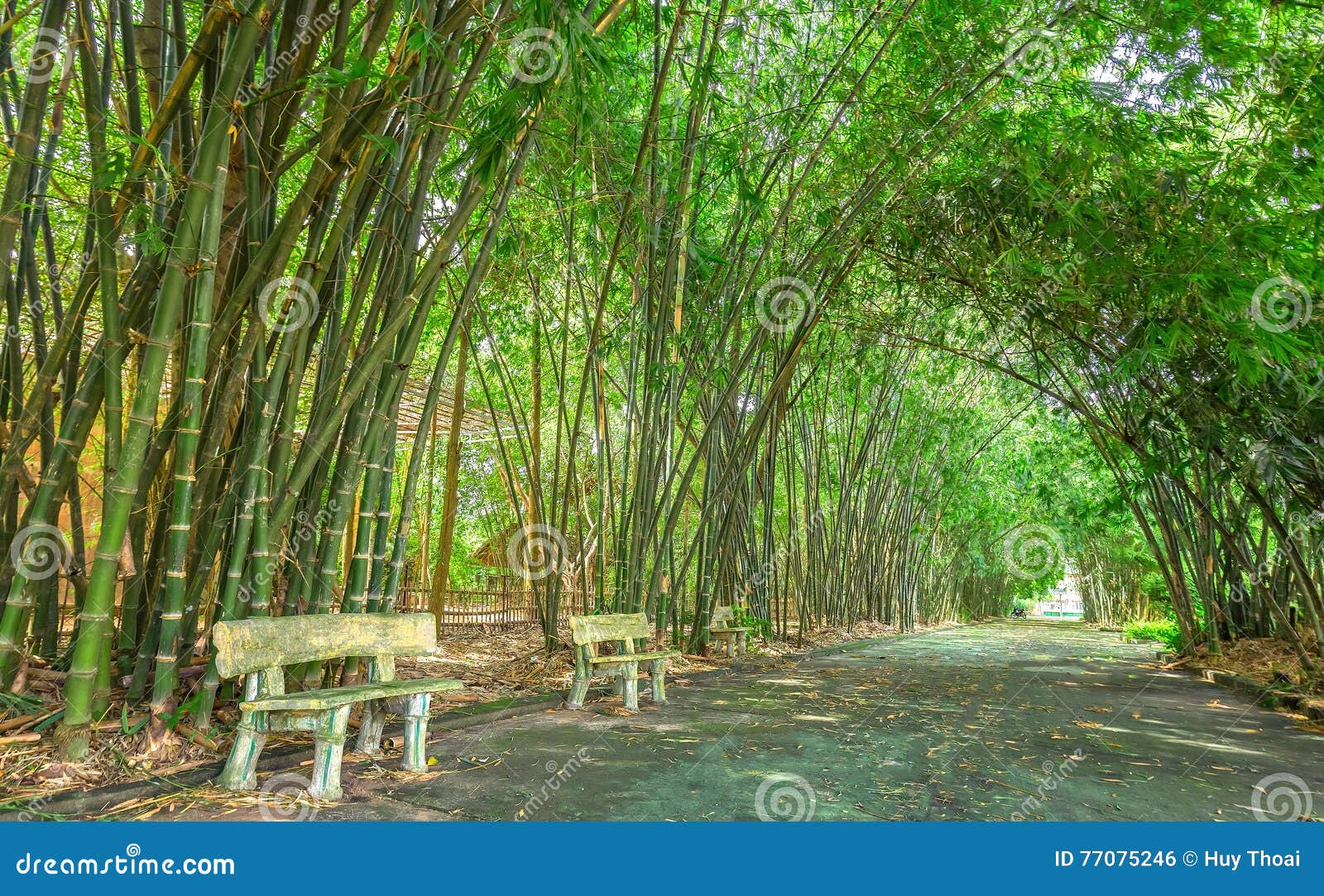 Bamboo Walkway Leading into the Forest Stock Photo - Image of bamboo ...