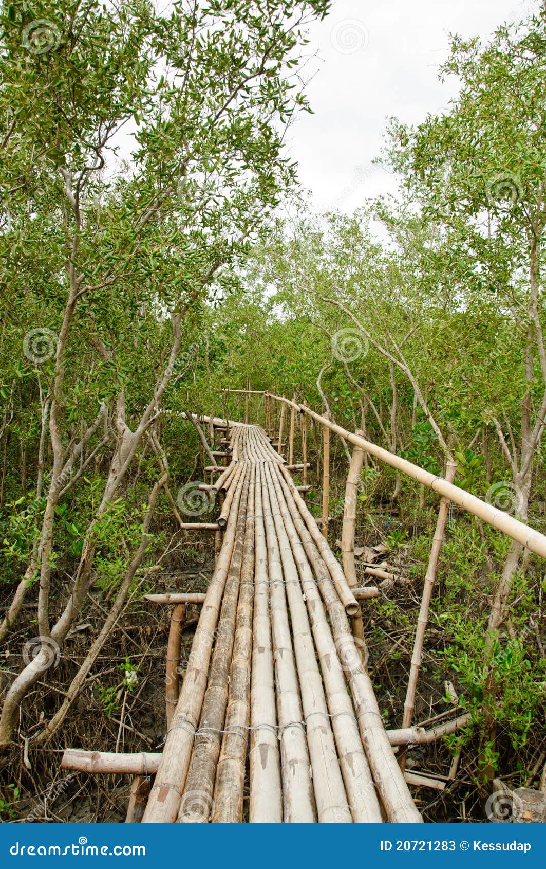 Bamboo Walkway In Mangrove Forest Stock Image - Image of idyllic, cross ...