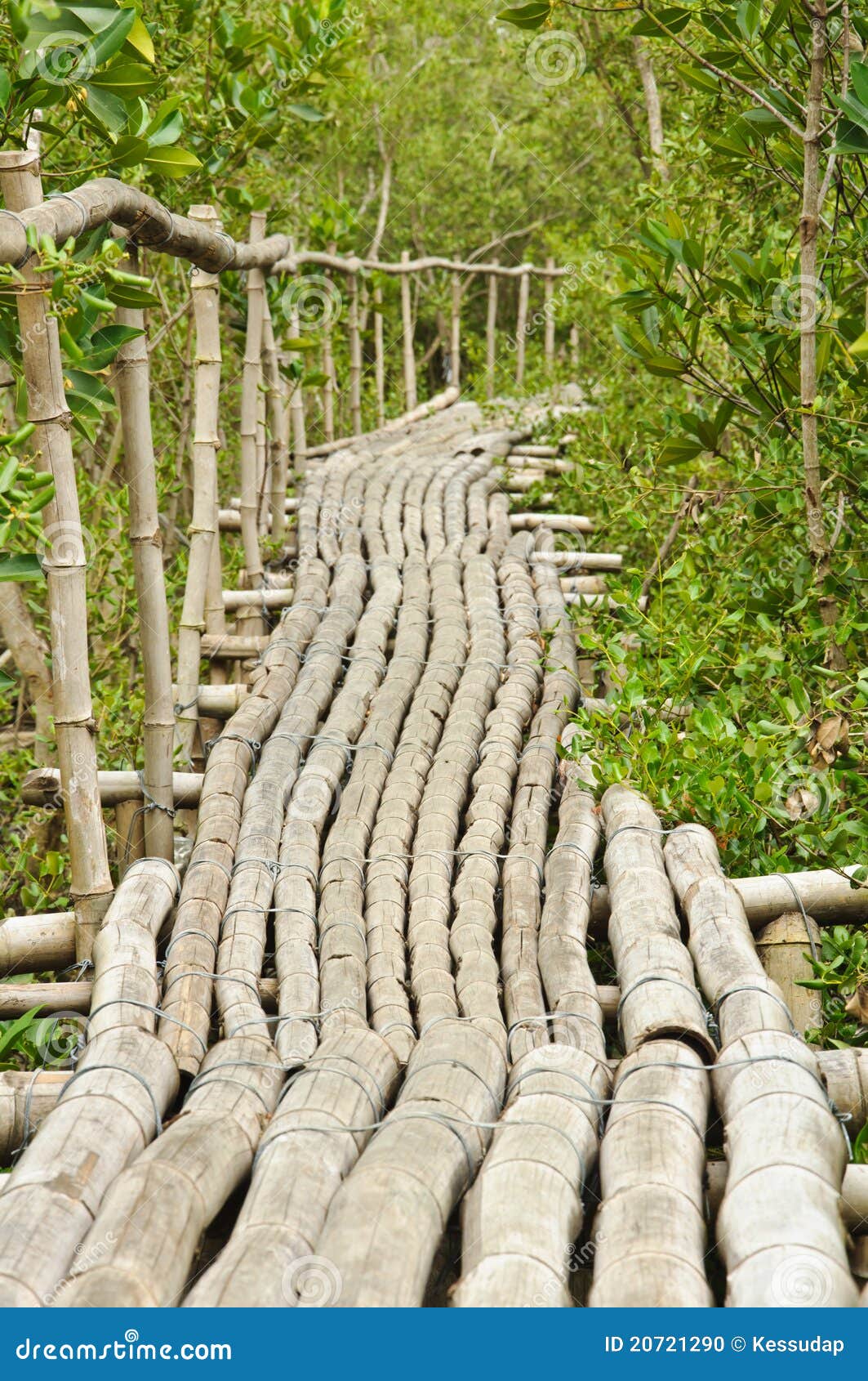 Bamboo Walkway in Mangrove Forest Stock Photo - Image of foliage ...