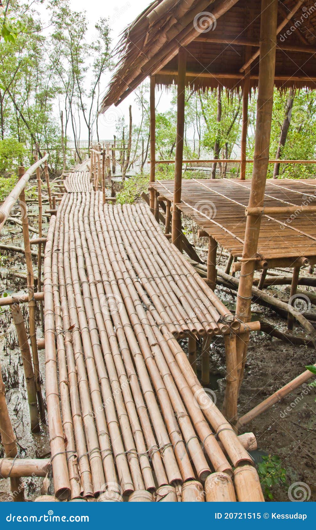 Bamboo Walkway with Shelter in Mangrove Forest Stock Image - Image of ...