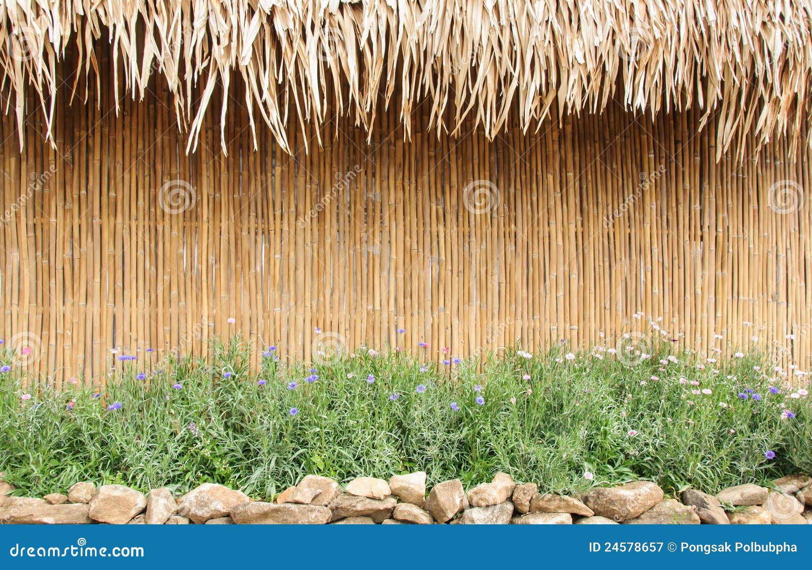 The Wall Bamboo Along The Coast And Plantation Mangrove. Stock ...